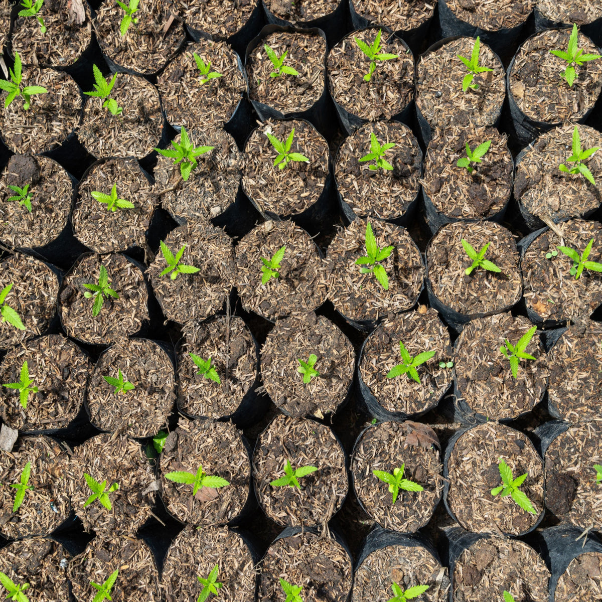 Shop Indoor CBD Flower - Premium Lab Tested | Bonata | Bonata